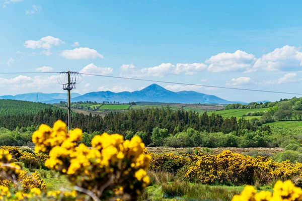 Falconry in Ireland: Where to Go for the Best Experience