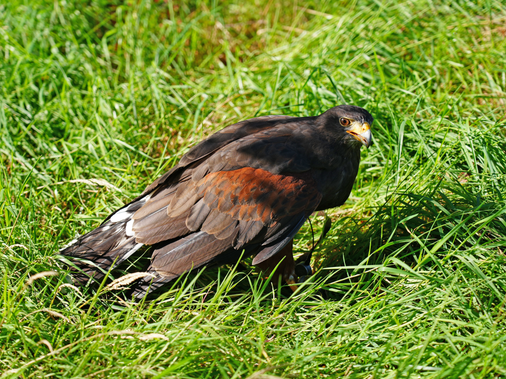 Falconry in Ireland: Where to Go for the Best Experience